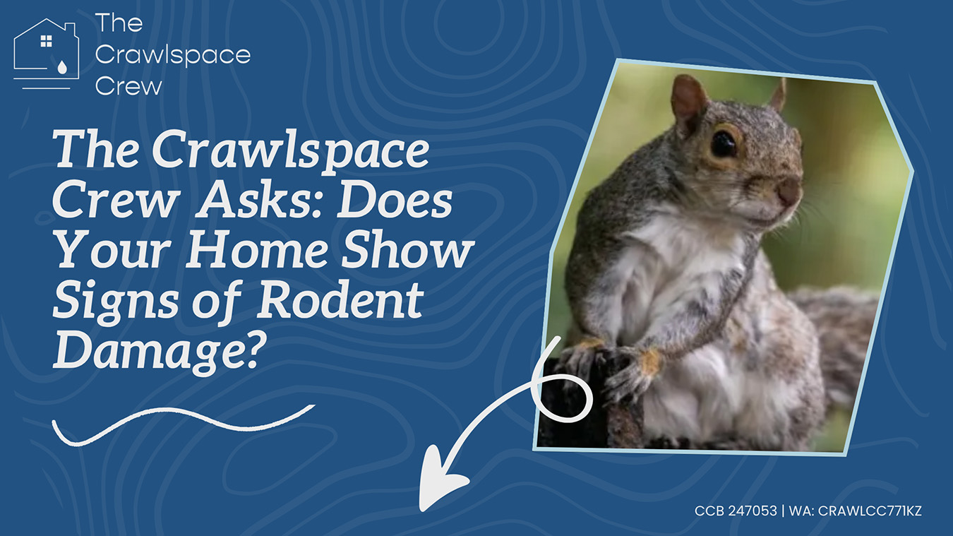 Does Your Home Show Signs of Rodent Damage?